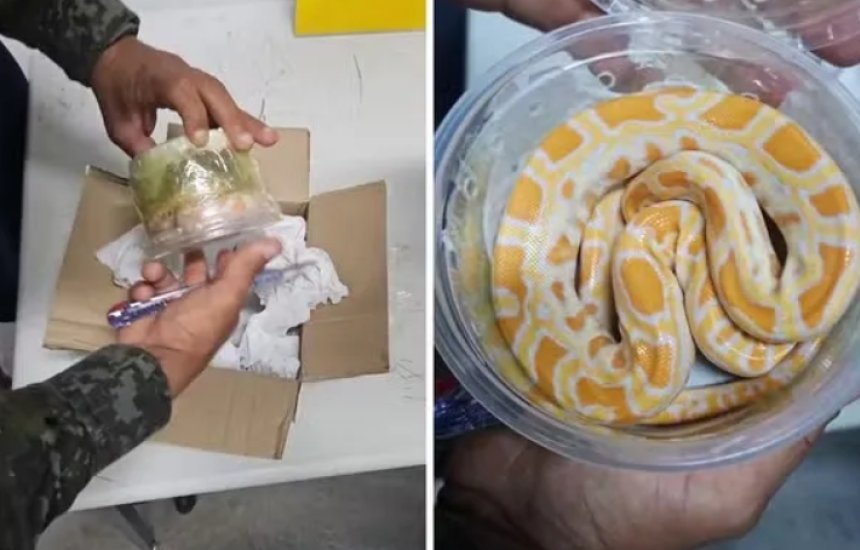 Filhote de píton albina é apreendido em encomenda dos Correios